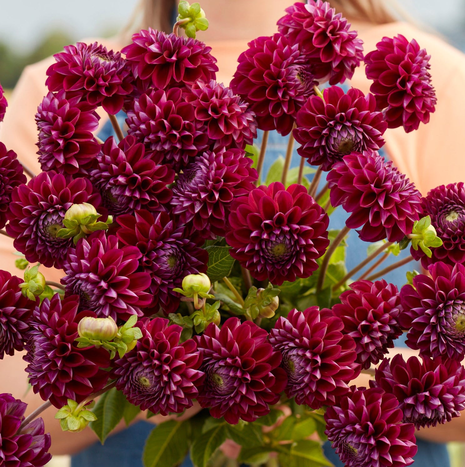 Dahlia 2L Ivanetti The Tetbury Flower Company dahlia-2l-ivanetti-the-tetbury-flower-company